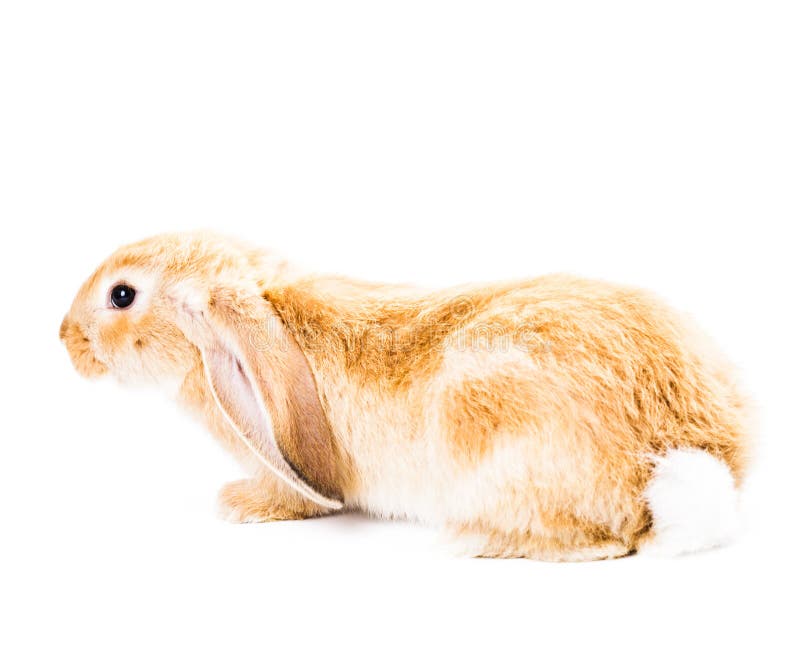 Cute red rabbit stock image. Image of rodent, tame, mammal - 25987899