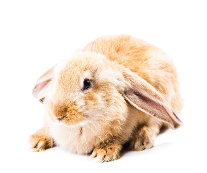 Cute red rabbit stock photo. Image of soft, rodent, small - 25987876