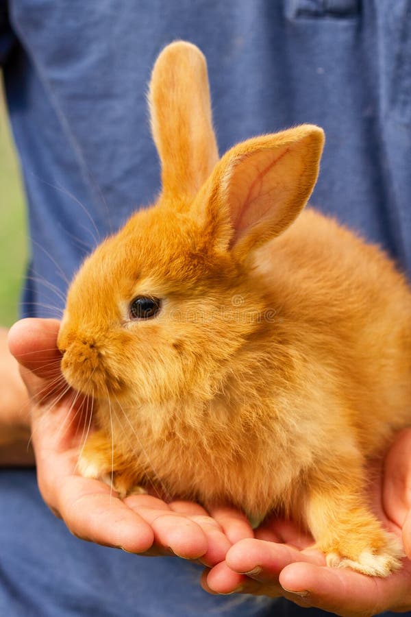Cute Red Rabbit Sitting on His Hands Stock Photo - Image of closeup ...