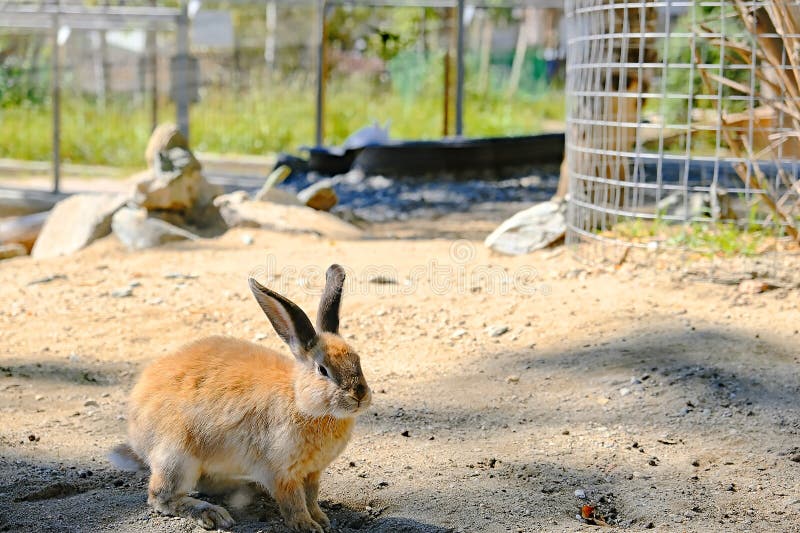 Cute Red Rabbit Sleeping in a Cage in a Zoo in Summer Stock Image ...