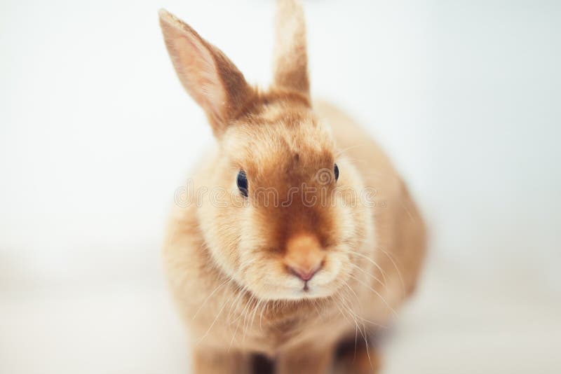 Cute Red Rabbit on the White Background Stock Photo - Image of grey ...