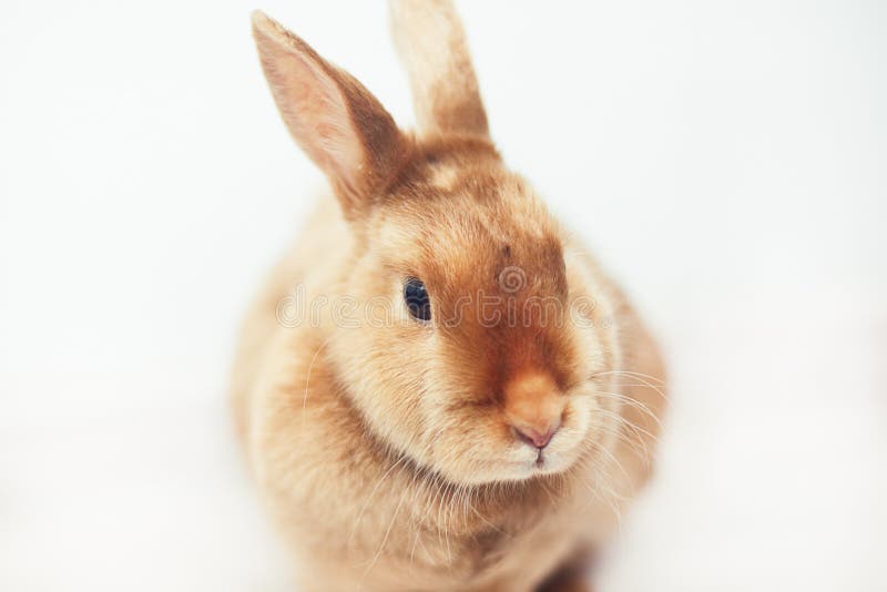Cute Red Rabbit on the White Background Stock Photo - Image of grey ...