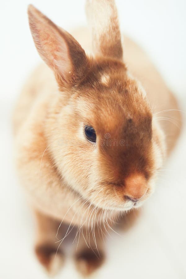 Cute Red Rabbit on the White Background Stock Photo - Image of costume ...
