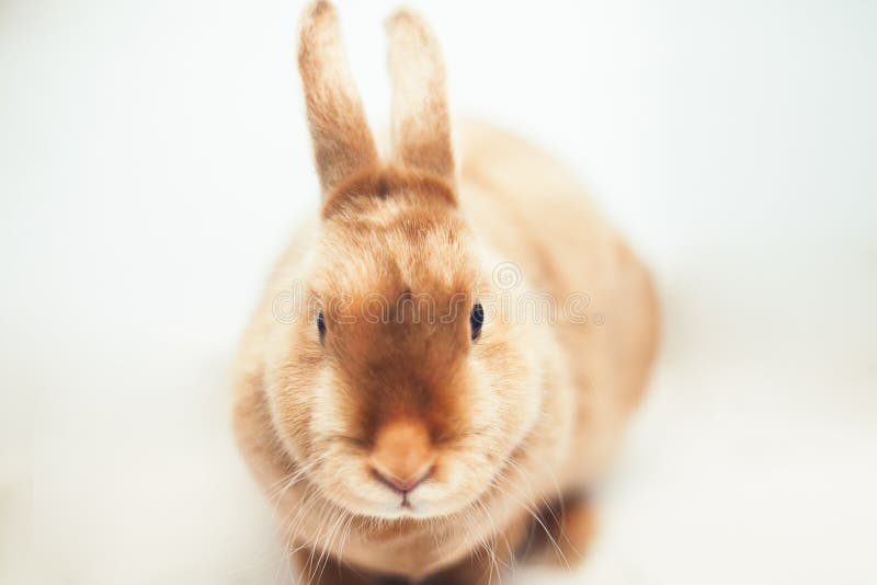 Cute Red Rabbit on the White Background Stock Photo - Image of grey ...