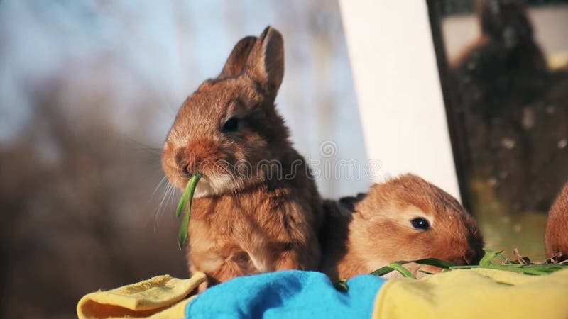 Cute red rabbits eat grass stock footage. Video of brown - 265500570