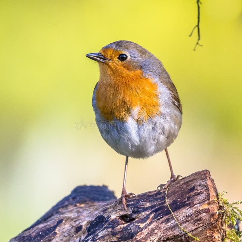 Cute Red Robin Vivid Colored Background Stock Photo - Image of europe ...