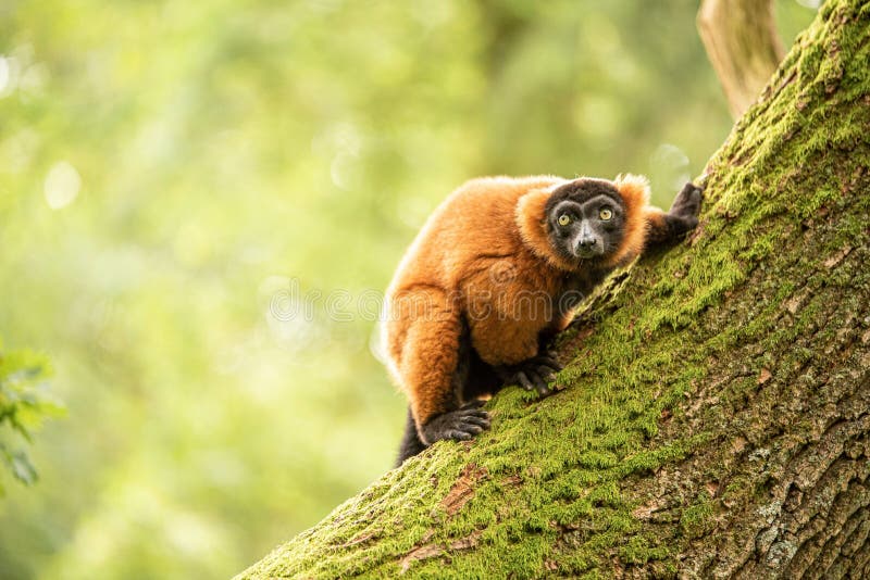 Cute Red Ruffed Lemur on the Mossy Tree Trunk Stock Image - Image of ...
