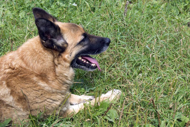 Cute Red Shepherd Dog Resting on the Grass Stock Image - Image of happy ...
