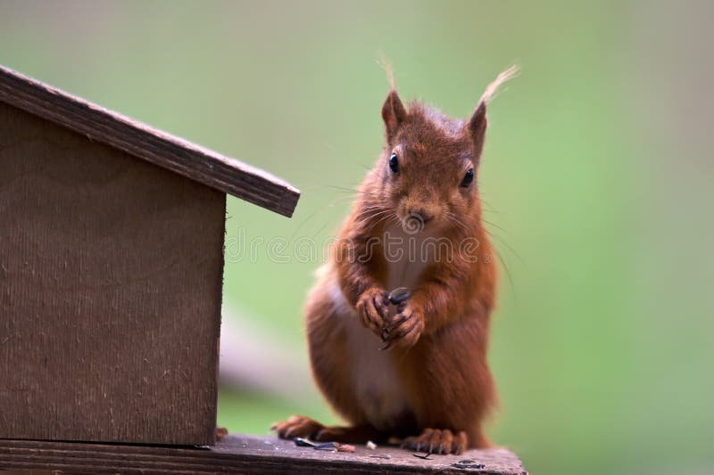 Cute Red Squirrel stock photo. Image of food, seeds, eating - 5632686