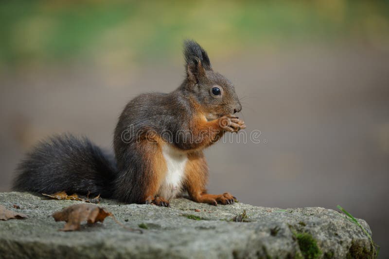 Cute red squirrel stock image. Image of tufts, wild, cute - 80608967