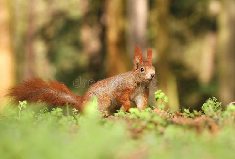 Cute red squirrel stock photo. Image of wildlife, adorable - 70195838