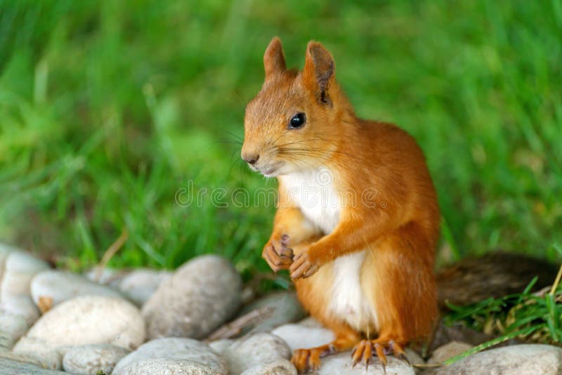 Cute Red Squirrel. Animal in Nature Habitat Stock Photo - Image of ...