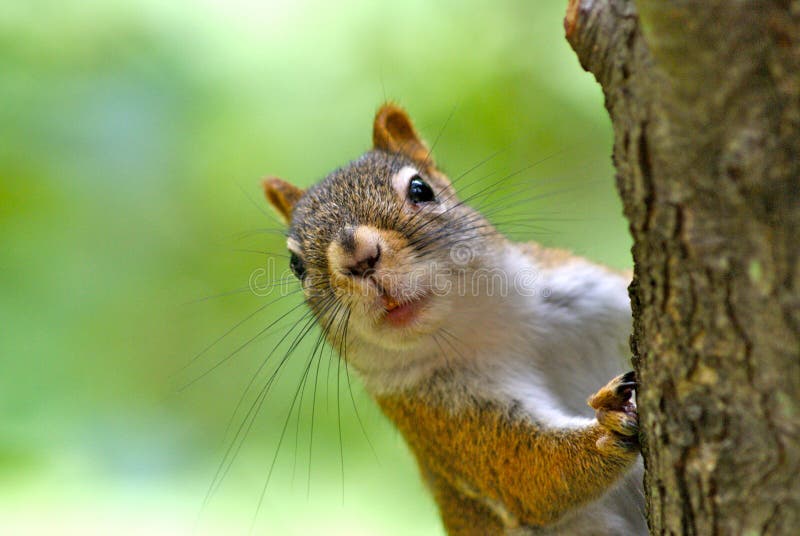 Cute Red Squirrel stock image. Image of looks, squirrel - 44069127