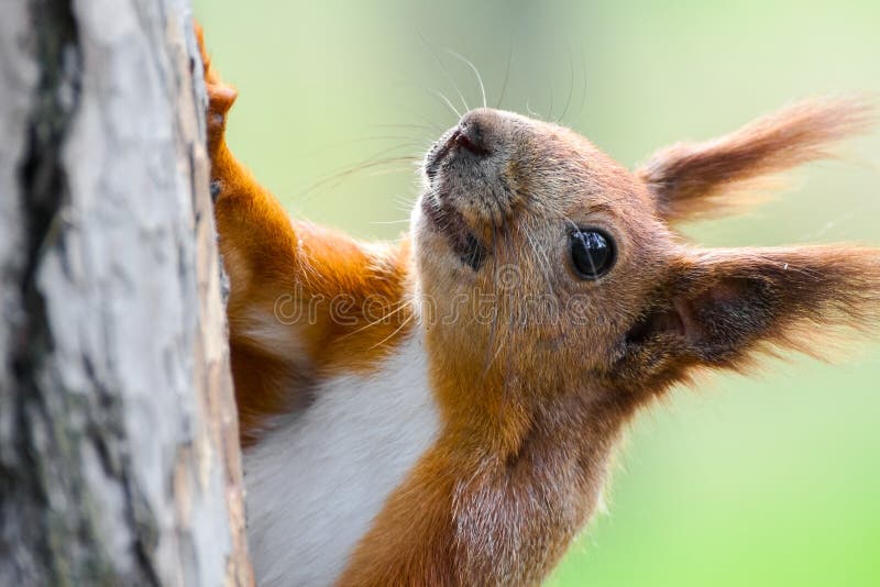 Cute red squirrel stock image. Image of details, pine - 40084015