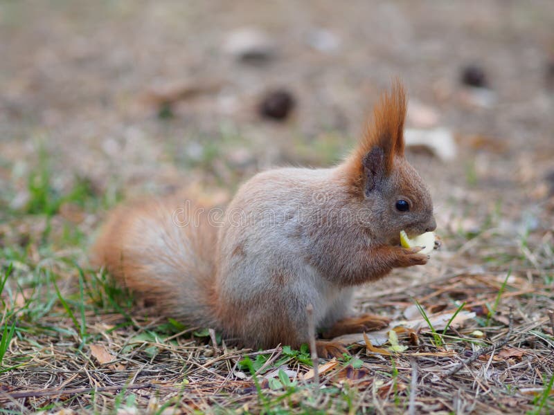 Cute Red Squirrel Eating Apple Fruit And Posing On The Stump In Stock ...