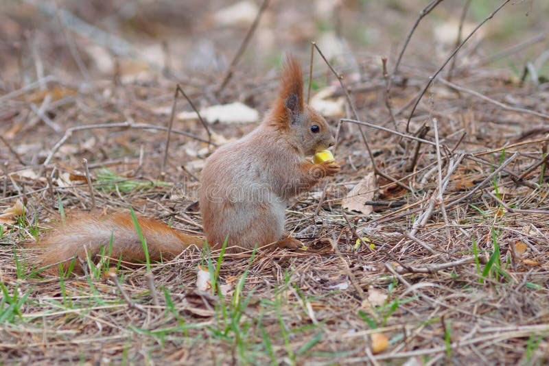 Cute Red Squirrel Eating Apple Fruit and Posing on the Stump in Stock ...