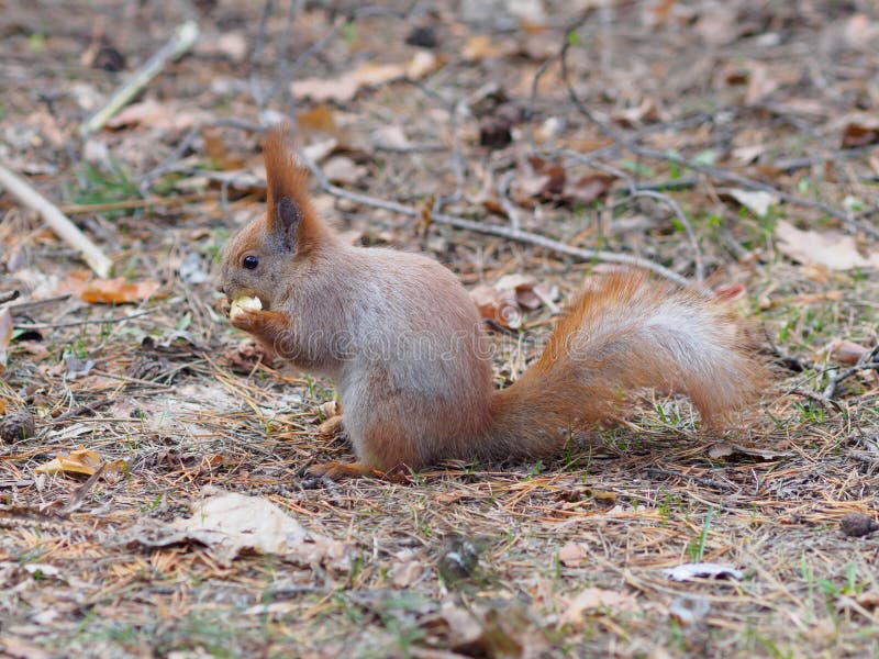 Cute Red Squirrel Eating Apple Fruit and Posing on the Stump in Stock ...