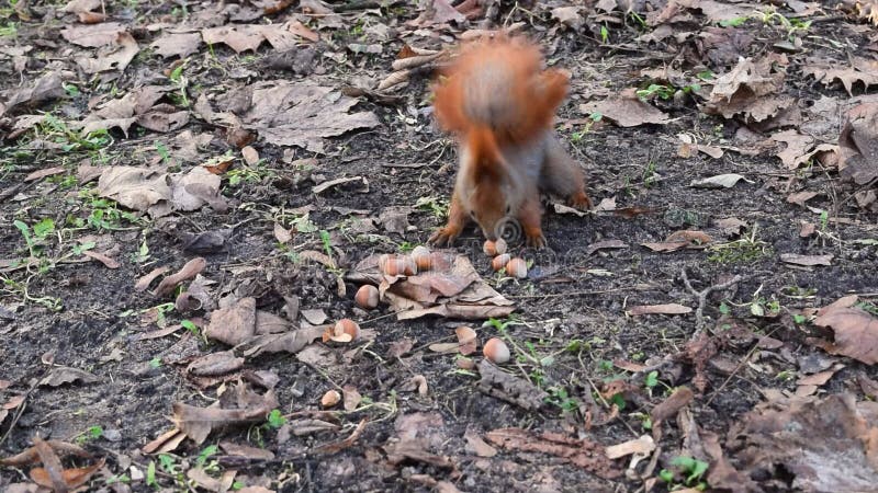 Cute Red Squirrel Eating Nuts in the Park. Stock Footage - Video of ...