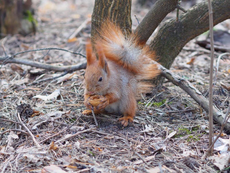 Cute Red Squirrel Eating Walnut Human-like and Posing in the Par Stock ...