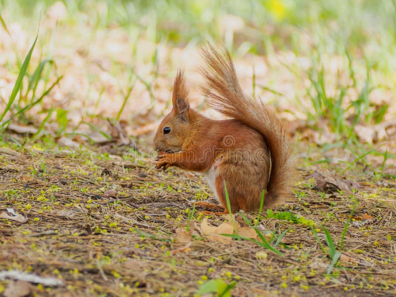 Cute Red Squirrel Eating Walnut Stock Photo - Image of hungry, funny ...
