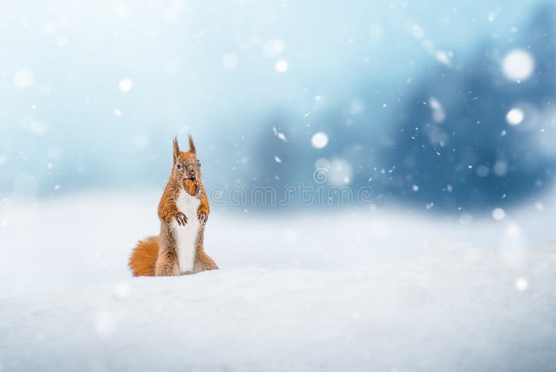 Cute Red Squirrel in the Falling Snow. Stock Photo - Image of hair ...