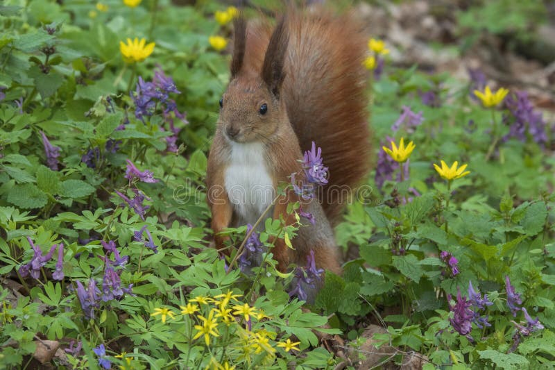 Cute Red Squirrel on the Flower Meadow Stock Image - Image of flowers ...