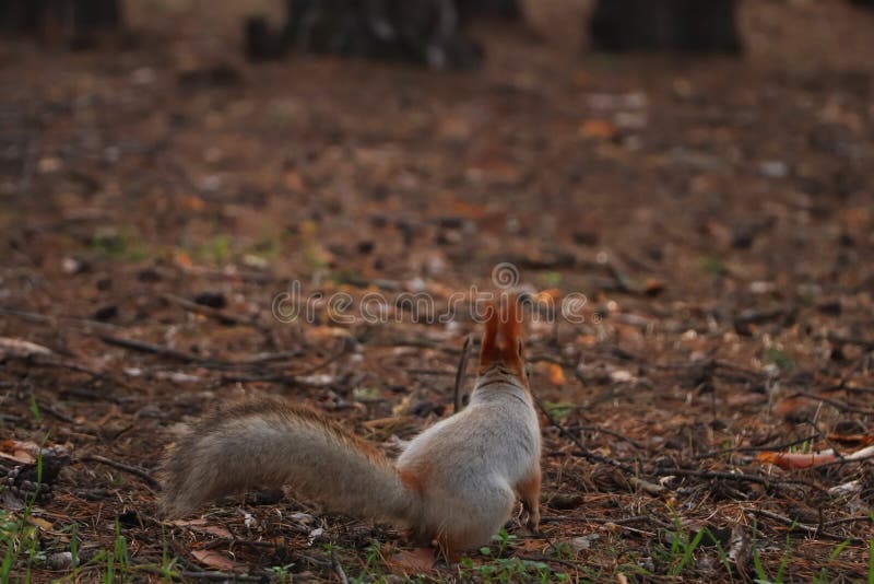 Cute Red Squirrel in Forest, Back View Stock Image - Image of pine ...