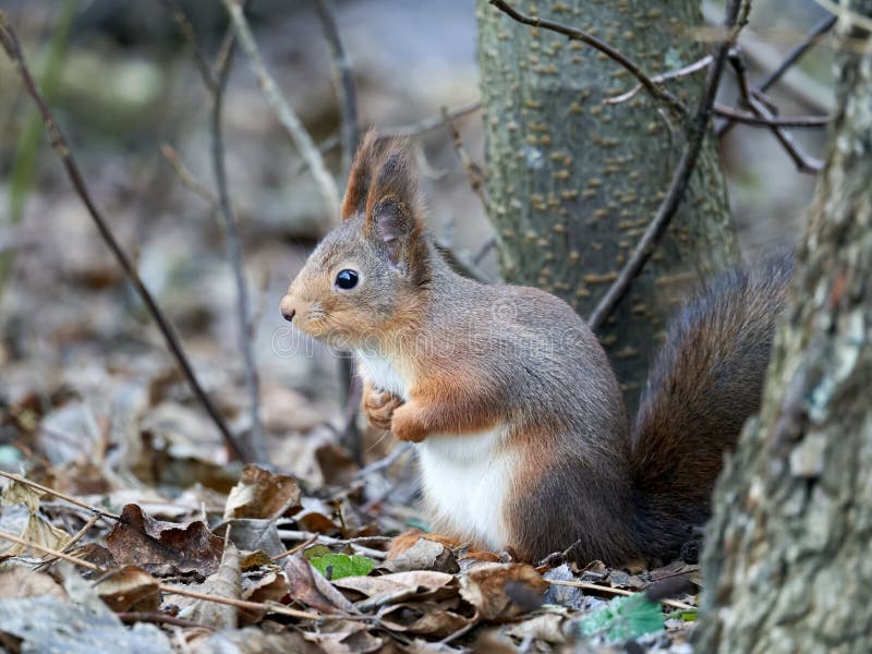 Cute Red Squirrel on the Ground Looking Around. Stock Photo - Image of ...