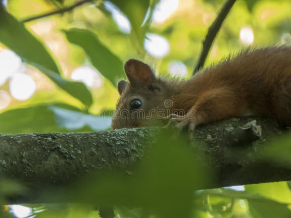 A Small Red Squirrel Hiding Behind a Tree Branch Stock Image - Image of ...