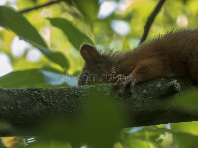 A Small Red Squirrel Hiding Behind a Tree Branch Stock Photo - Image of ...