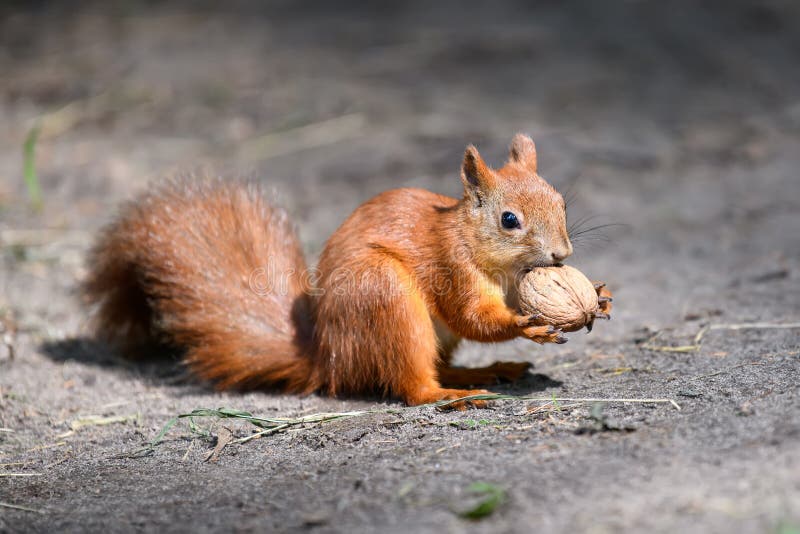 Cute Red Squirrel with Long Pointed Ears in Autumn Forerst Stock Photo ...