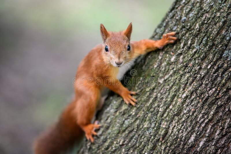 Cute Red Squirrel with Long Pointed Ears in Autumn Forerst Stock Image ...