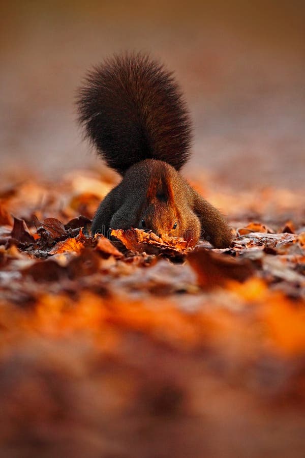 Red Squirrel With Long Pointed Ears In Autumn Orange Scene With Nice ...