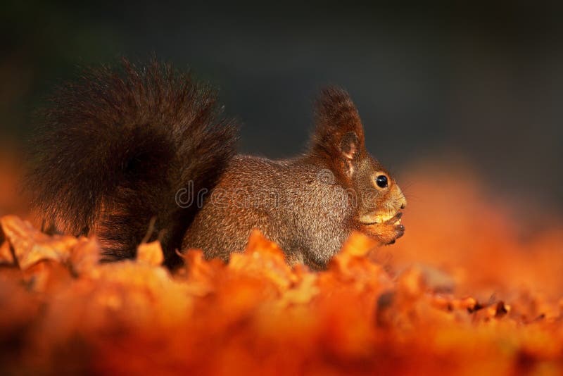 Cute Red Squirrel with Long Pointed Ears Eats a Nut in Autumn Orange ...