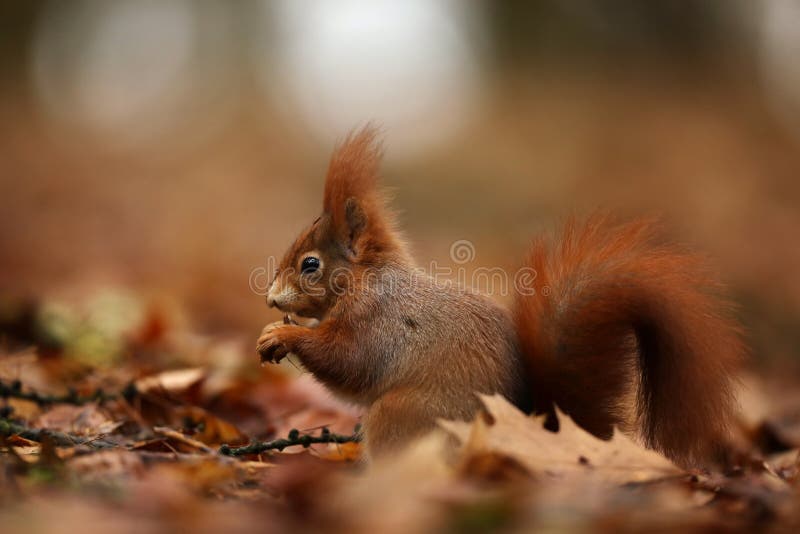 Cute Red Squirrel with Long Pointed Ears Eats a Nut in Autumn Orange ...