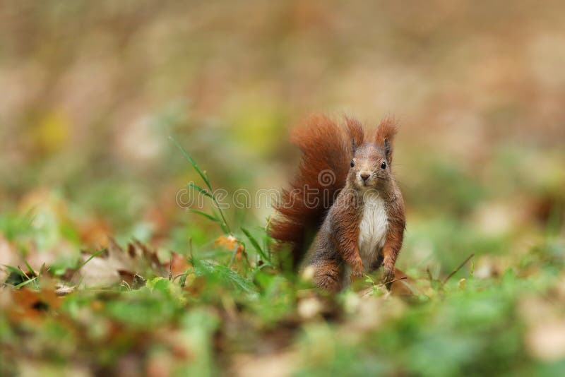 Cute Red Squirrel with Long Pointed Ears Eats a Nut in Autumn Orange ...