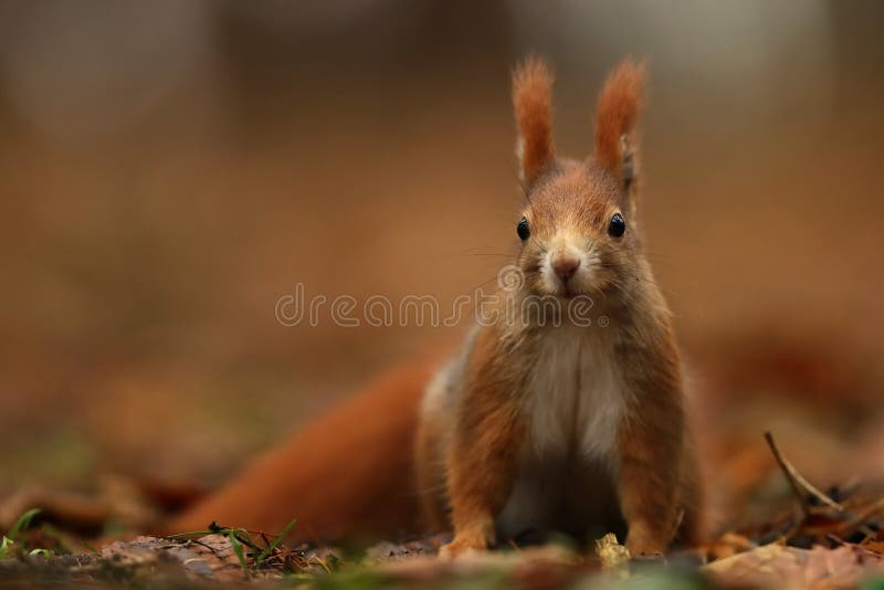 Cute Red Squirrel with Long Pointed Ears Eats a Nut in Autumn Orange ...