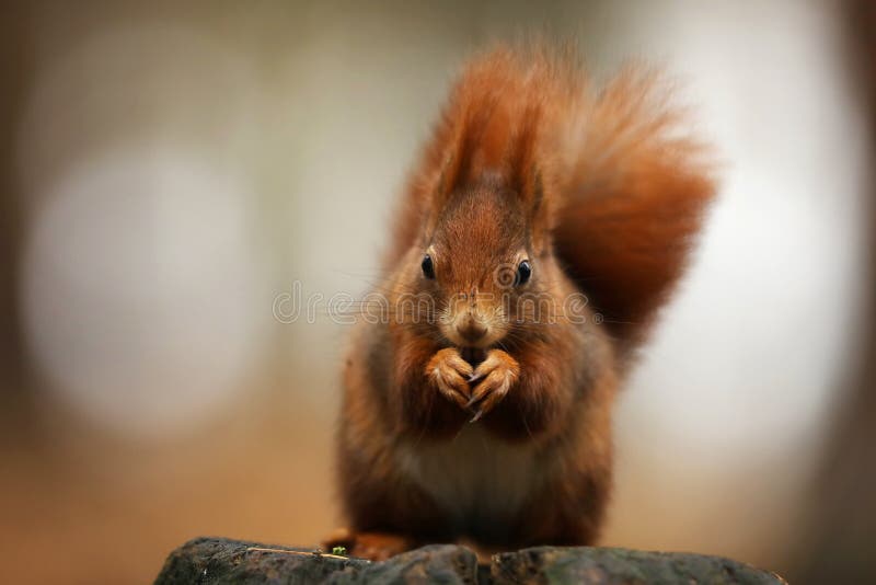 Red Squirrel with Long Pointed Ears in Autumn Orange Scene with Nice ...