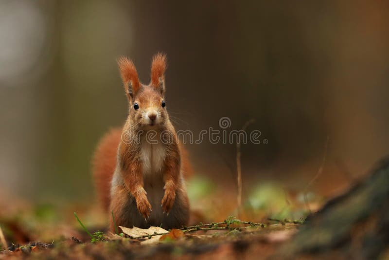 Cute Red Squirrel with Long Pointed Ears Eats a Nut in Autumn Orange ...
