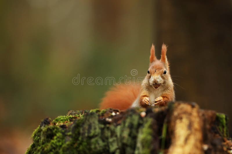 Cute Red Squirrel with Long Pointed Ears Eats a Nut in Autumn Orange ...