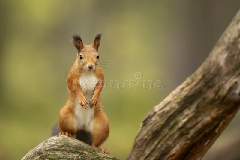 Cute Red Squirrel with Long Pointed Ears Sit on Branch in Autumn Scene ...