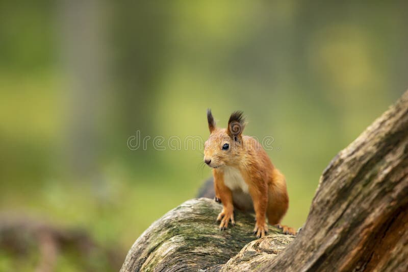Cute Red Squirrel with Long Pointed Ears Sit on Stump in Autumn Scene ...