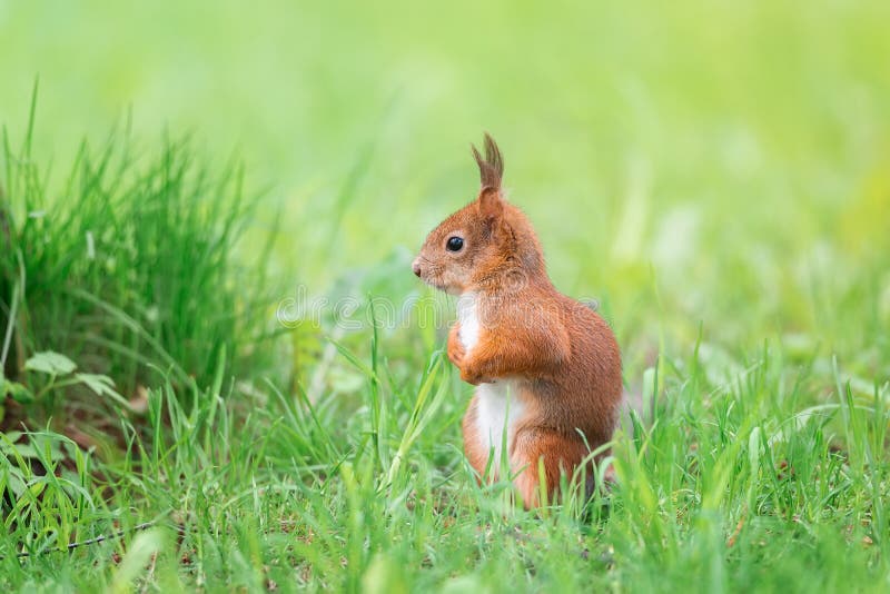 Red Squirrel Sits in the Grass Stock Image - Image of adorable, fluffy ...
