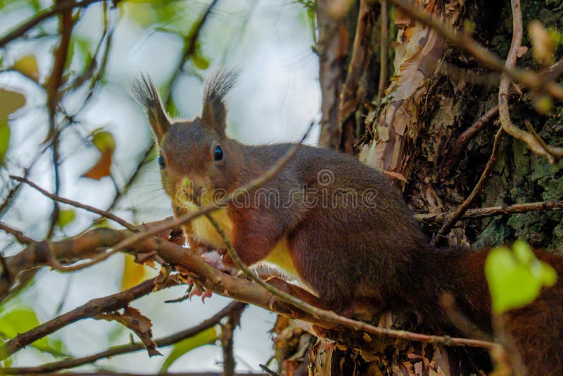 Cute Red Squirrel Playing in Park. Urban Wildlife Stock Image - Image ...