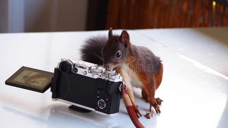 Cute Red Squirrel Playing with a Vintage Camera on a Table Stock Image ...