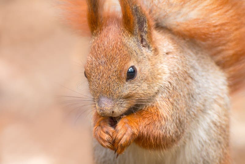 Cute red squirrel portrait stock photo. Image of mammal - 39251546