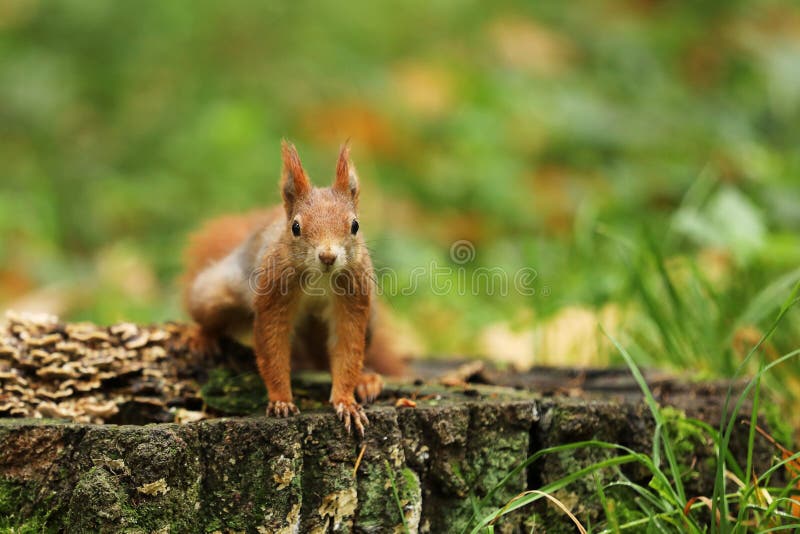 24,127 Squirrel Autumn Tree Stock Photos - Free & Royalty-Free Stock ...