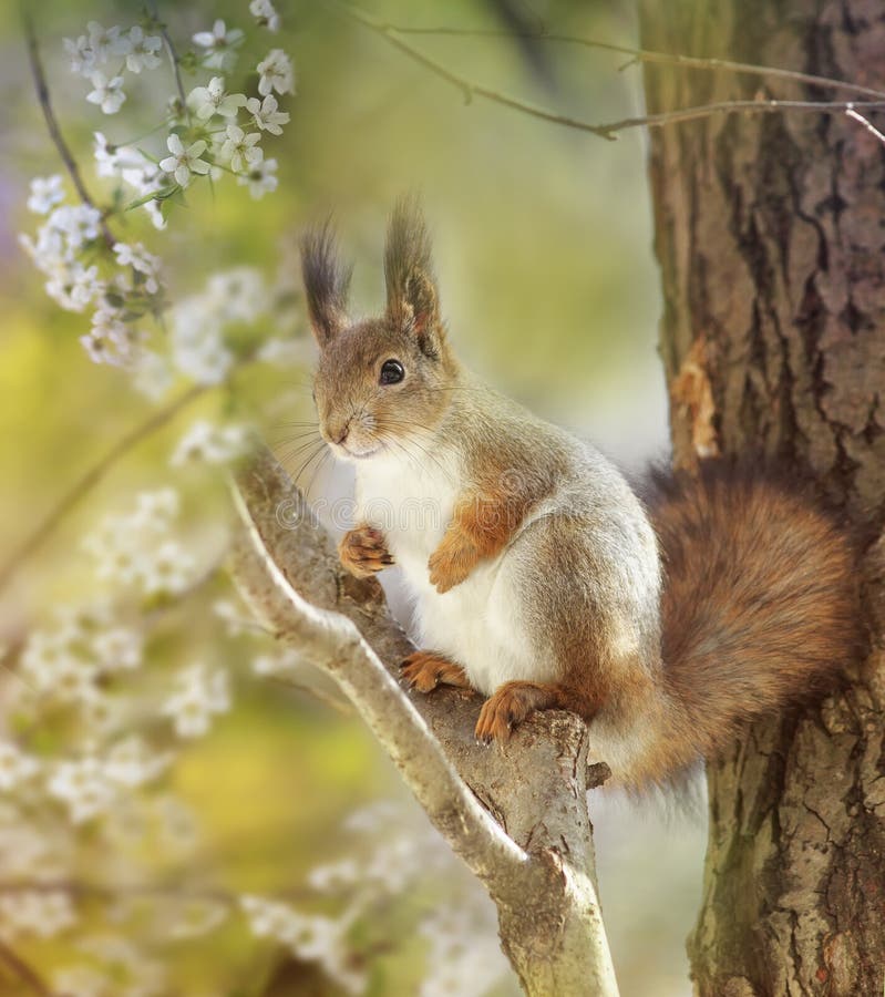 Red Squirrel Sits on a Cherry Tree among White Flowers in a Spring Warm ...