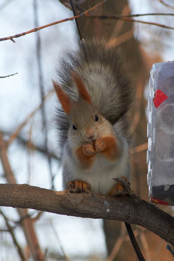 A Cute Red Squirrel Sits on a Stump and Eats Seeds on a Sunny Winter ...