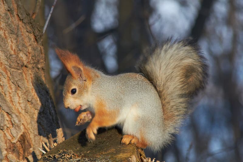 A Cute Red Squirrel Sits on a Stump and Eats Seeds on a Sunny Winter ...